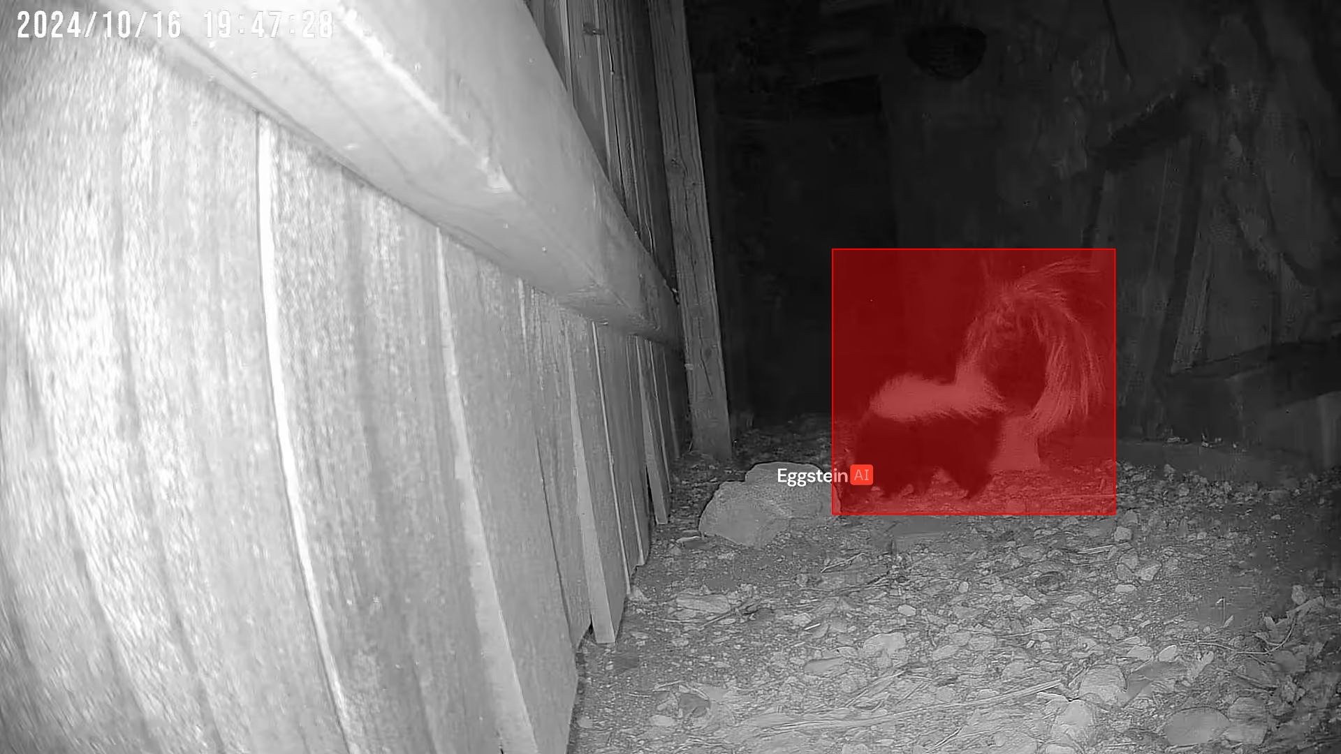 Pepé Le Pew - @ryan shared a Coop Moment